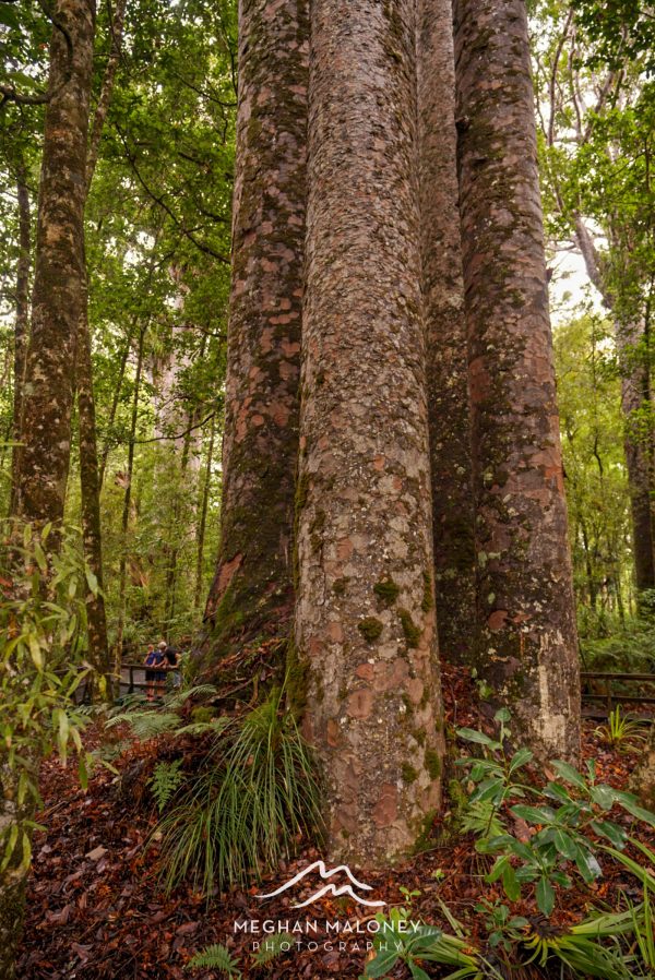 Kauri Tree Origins - blog post by Below The Kōwhai